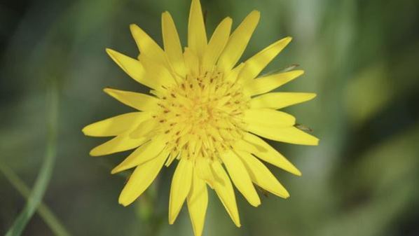 Macro / Close-up photography in the botanical garden - International ...